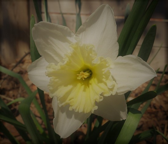 The Sound Of Spring – A Patient Voice